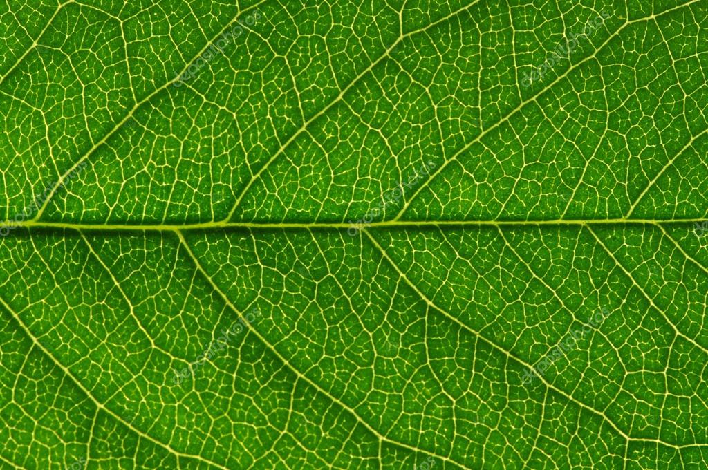 Green leaf texture Stock Photo by ©Ale-ks 30147113