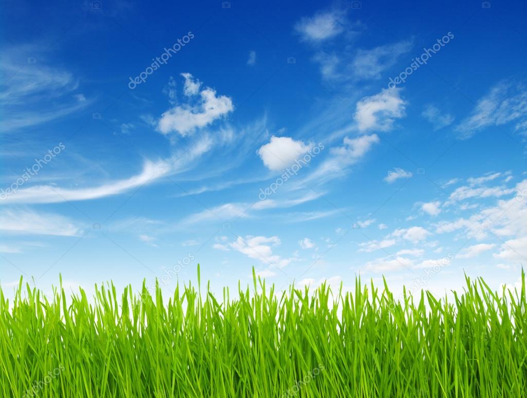 Pasto verde con — Foto de stock © Ale-ks #31676943