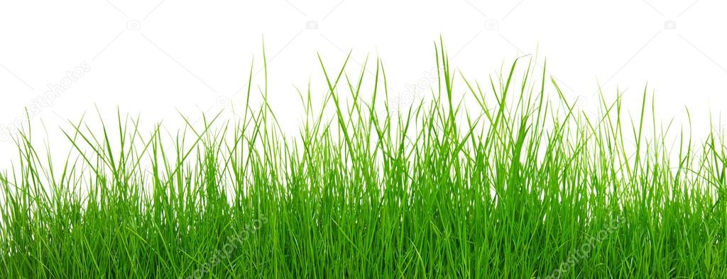 Pasto — Foto de stock #31679015 © Ale-ks