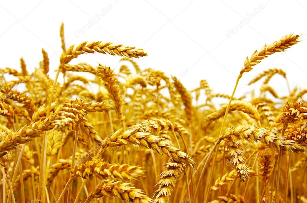 Wheat — Stock Photo © Ale-ks #31680533