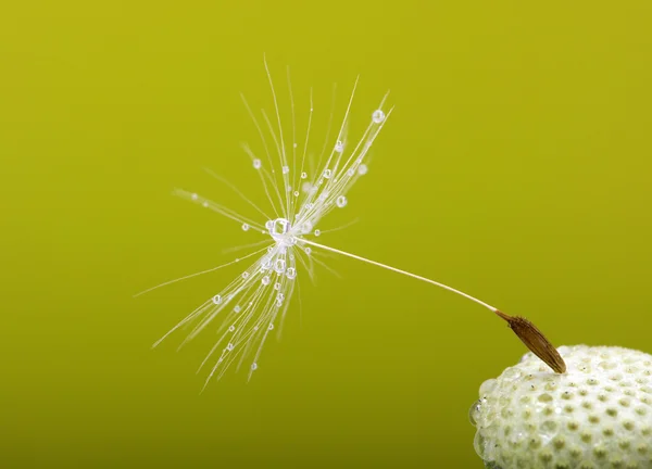 Single isolated dandelion seed — Stock Photo © Dr.PAS #6650960 Single isolated dandelion seed — Stock Photo © Dr.PAS #6650960