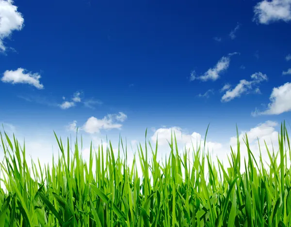 Green Grass Clouds Stock Photo by ©Ale-ks 226822146
