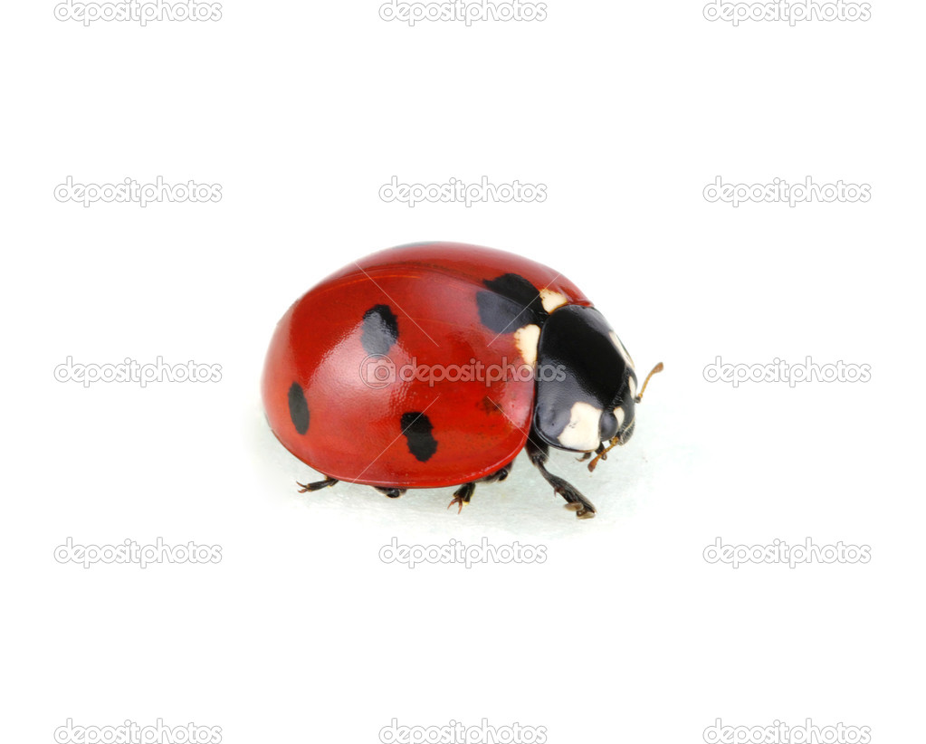 Ladybugs Stock Photo by ©Ale-ks 43320289
