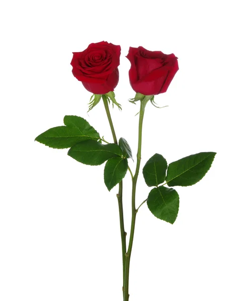 Red rose, long stem Stock Photo by ©AndreaA. 10010061