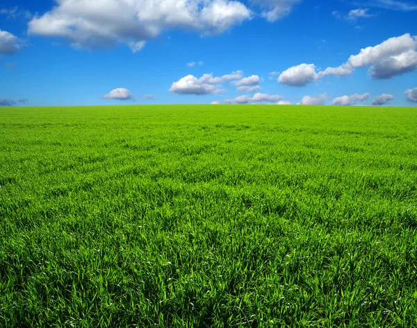 Field — Stock Photo © Pakhnyushchyy #2488301