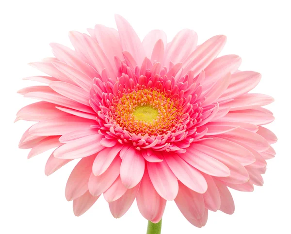 Pink gerbera — Stock Photo © Ale-ks #5213261
