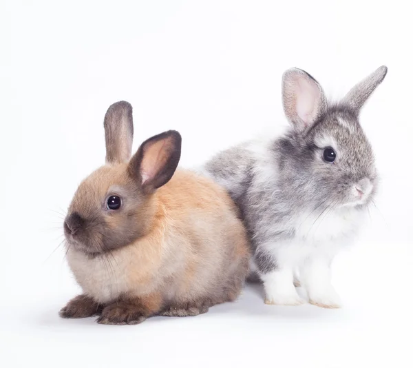 Two rabbits Stock Photo by ©Djemphoto 12637627
