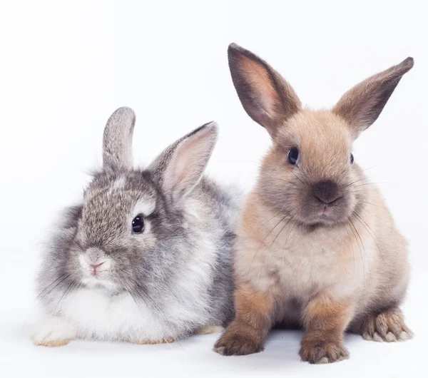 Two rabbits Stock Photo by ©Djemphoto 12637627
