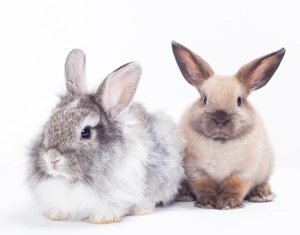 Two rabbits Stock Photo by ©Djemphoto 12637627