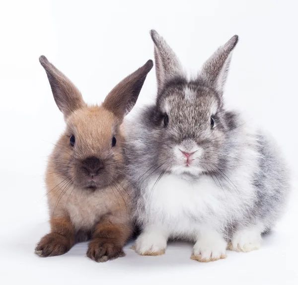 Two rabbits Stock Photo by ©Djemphoto 12637627