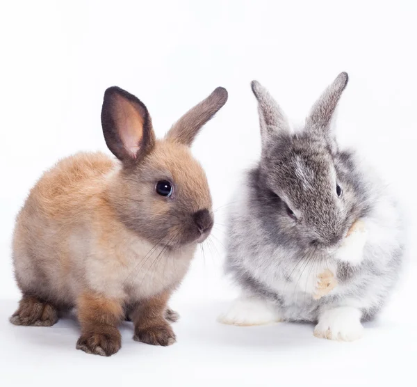 Two rabbits Stock Photo by ©Djemphoto 12637627