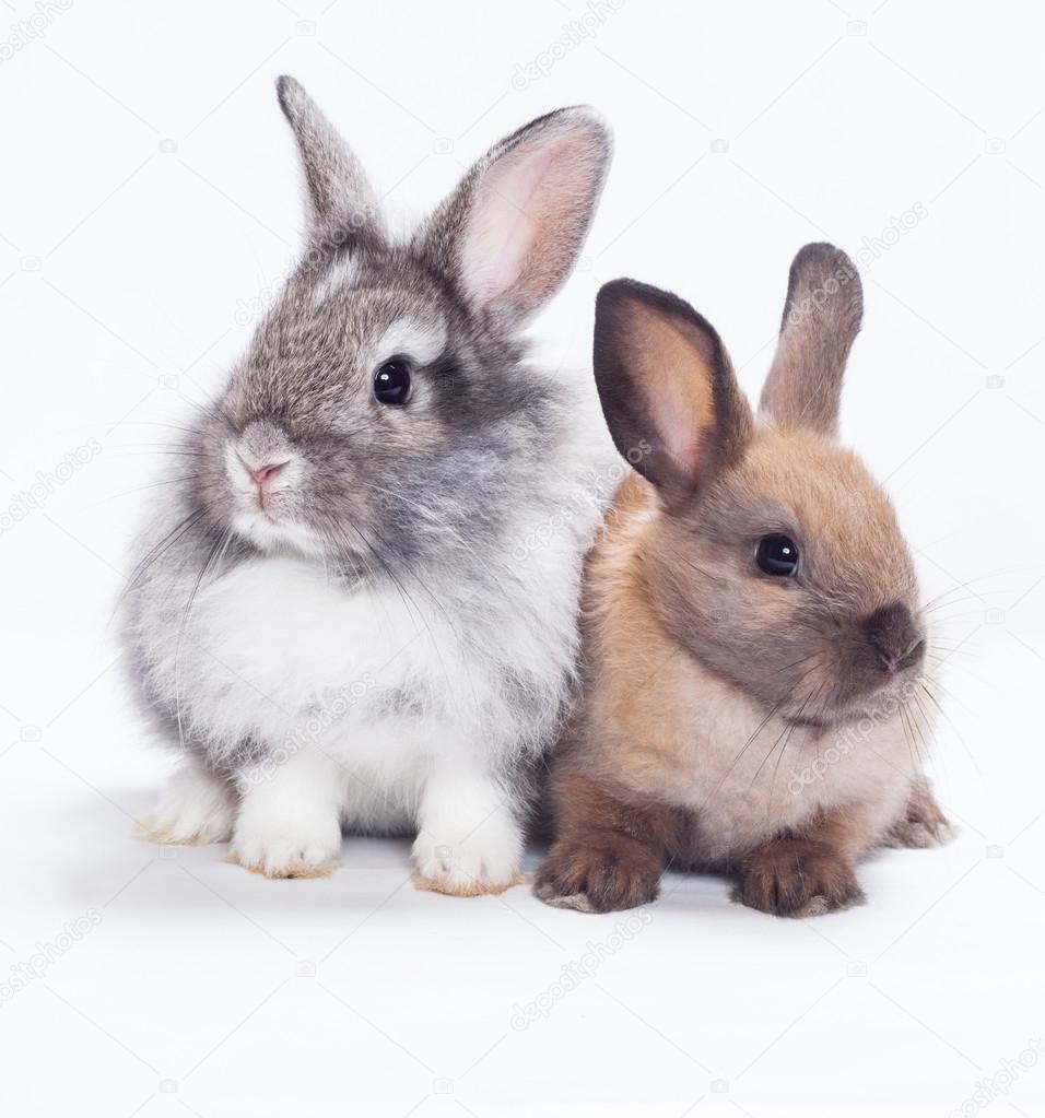 Two rabbits Stock Photo by ©Djemphoto 12637627