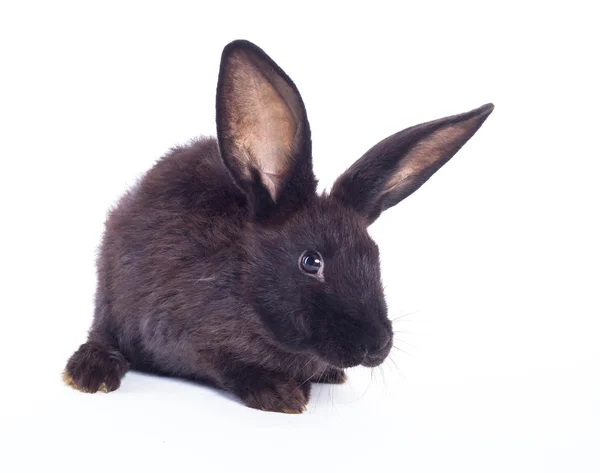 Purple easter bunny — Stock Photo © dcwcreations #2017364