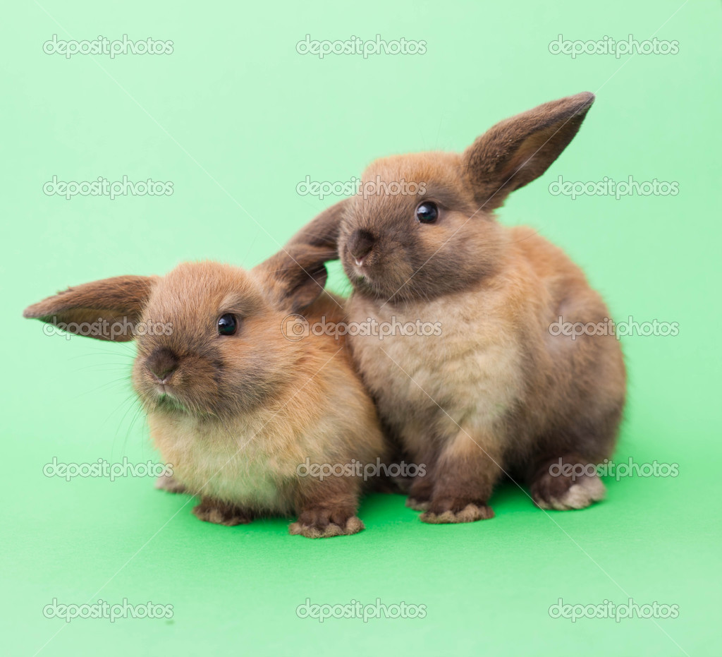 Two rabbits isolated on the green. — Stock Photo © Djemphoto #23154590