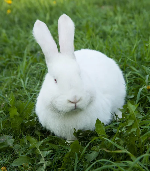 Cute White Rabbit Standing on Hind Legs — Stock Photo © Digifuture #3450891
