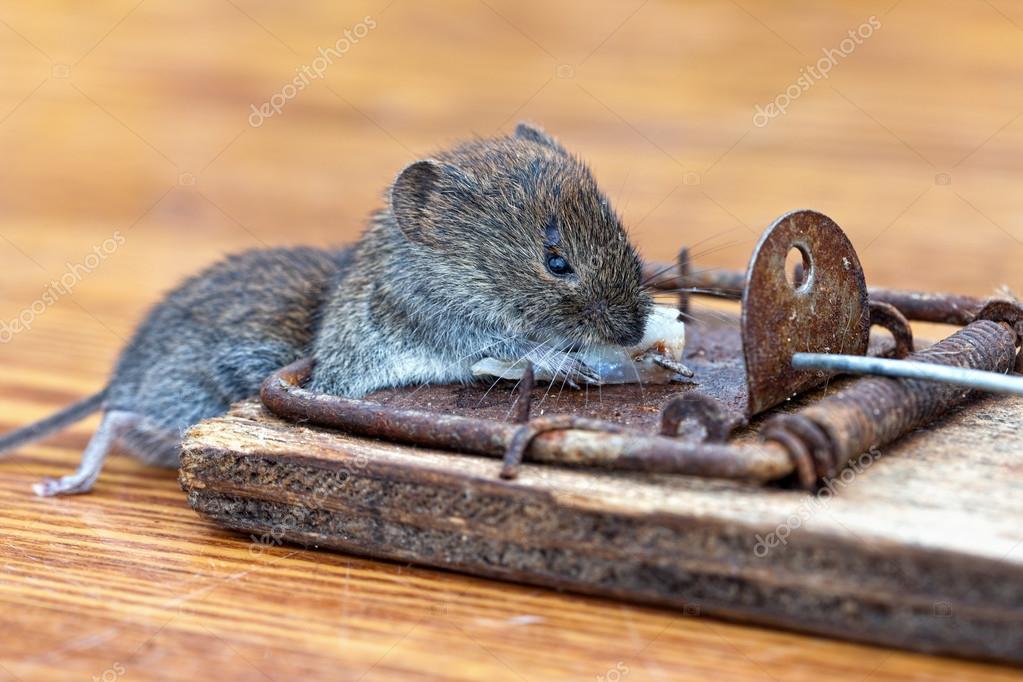 Rato morto em uma ratoeira — Fotografias de Stock © blinow61 #12720177