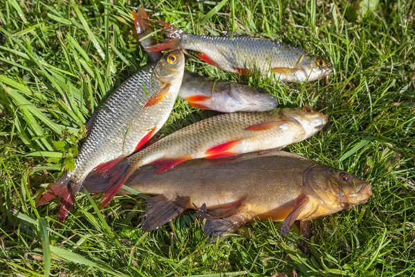 Fish in landing-net on grass — Stock Photo © Kokhanchikov #1995142