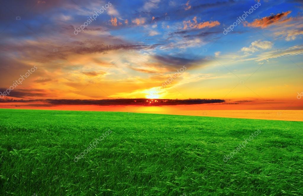 Green Grass Field Sunset