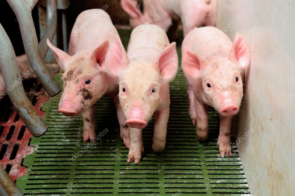 Baby pig in a pigsty Stock Photo by ©artfotoss 27766467