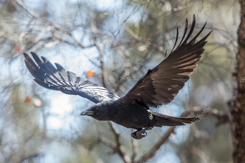 Flying crow — Stock Photo © sergeylukianov #44241925