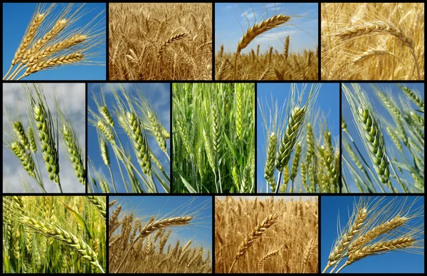 Wheat. Harvest Concepts. Cereal Collage Stock Photo by ©Subbotina 10688939
