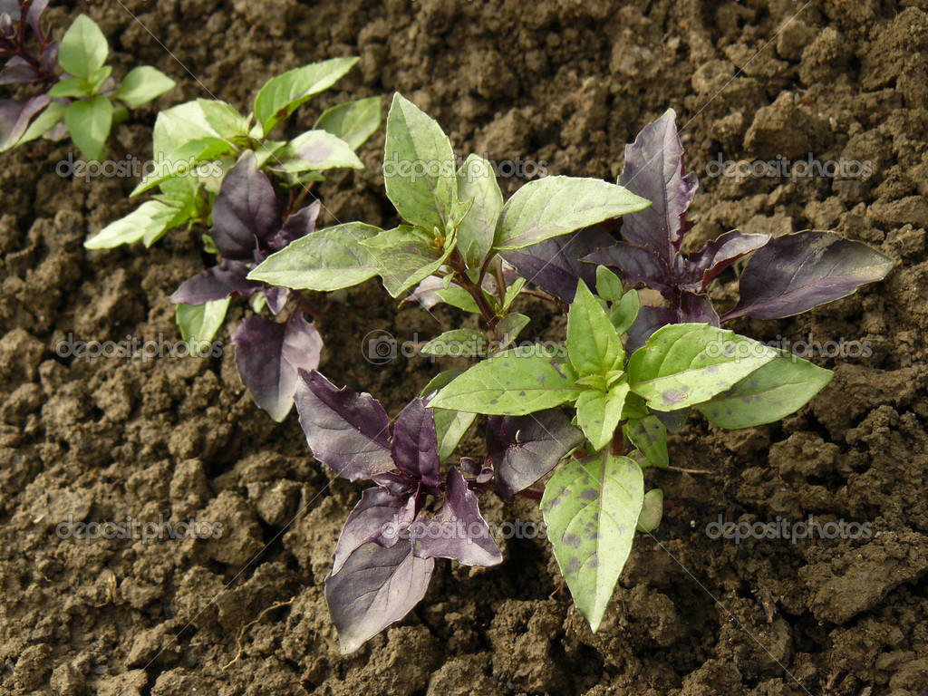 Basil Stock Photo by ©DLeonis 27805609
