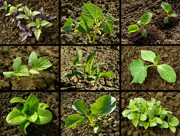 Germination bed Stock Photos, Royalty Free Germination bed Images ...