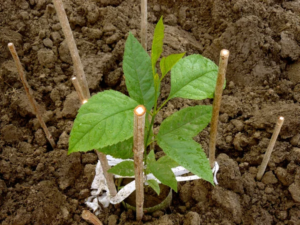 Sugar maple sapling Stock Photo by ©DLeonis 49592199