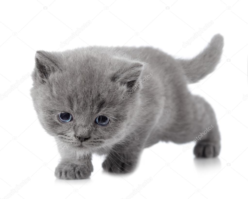 Five weeks old british short hair kitten — Stock Photo © magone #18579079