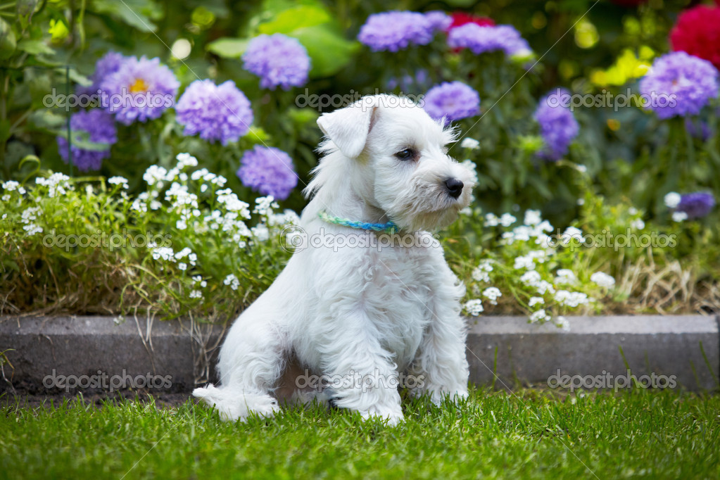 Cachorros de schnauzer miniatura blanco — Foto de Stock #25183521