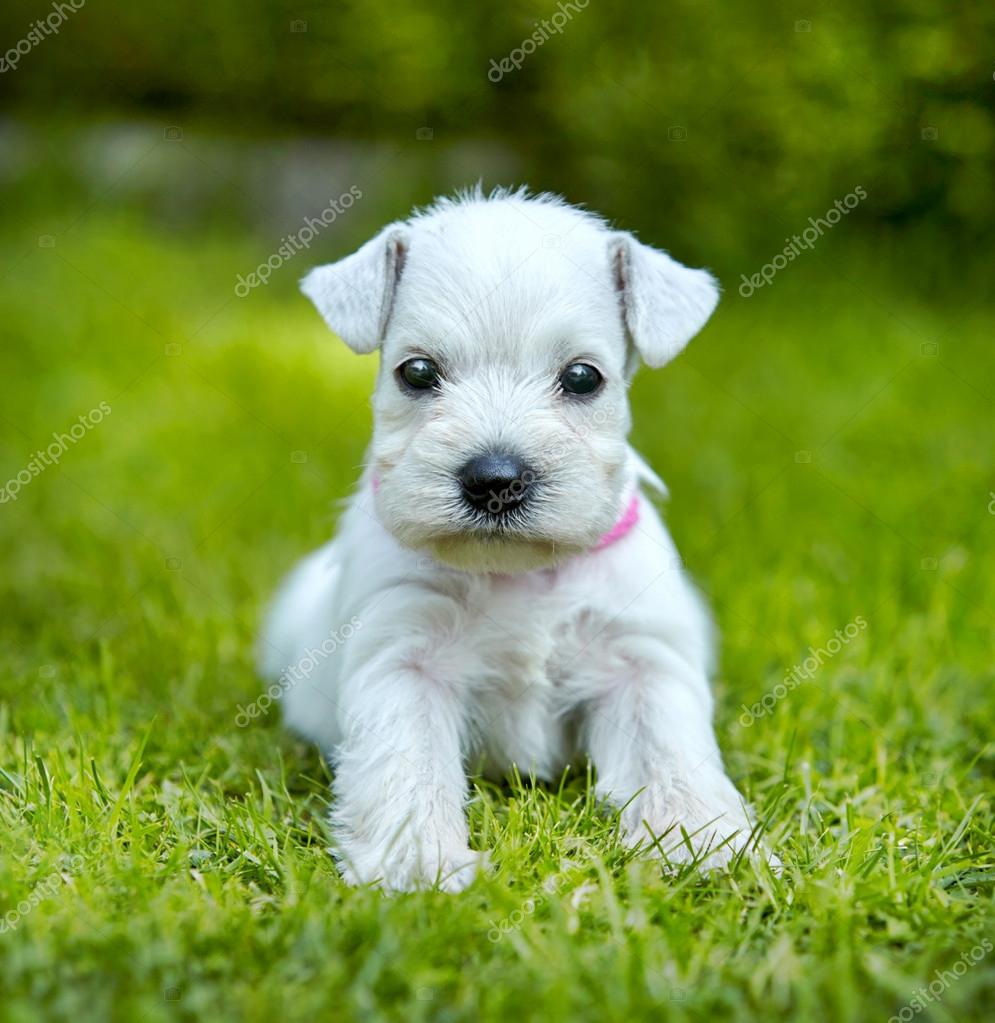 White Schnauzer Puppies