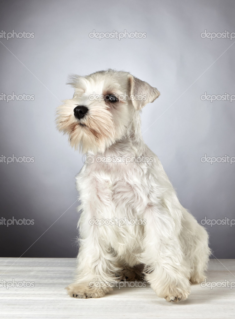 White miniature schnauzer puppy Stock Photo by ©magone 32634255
