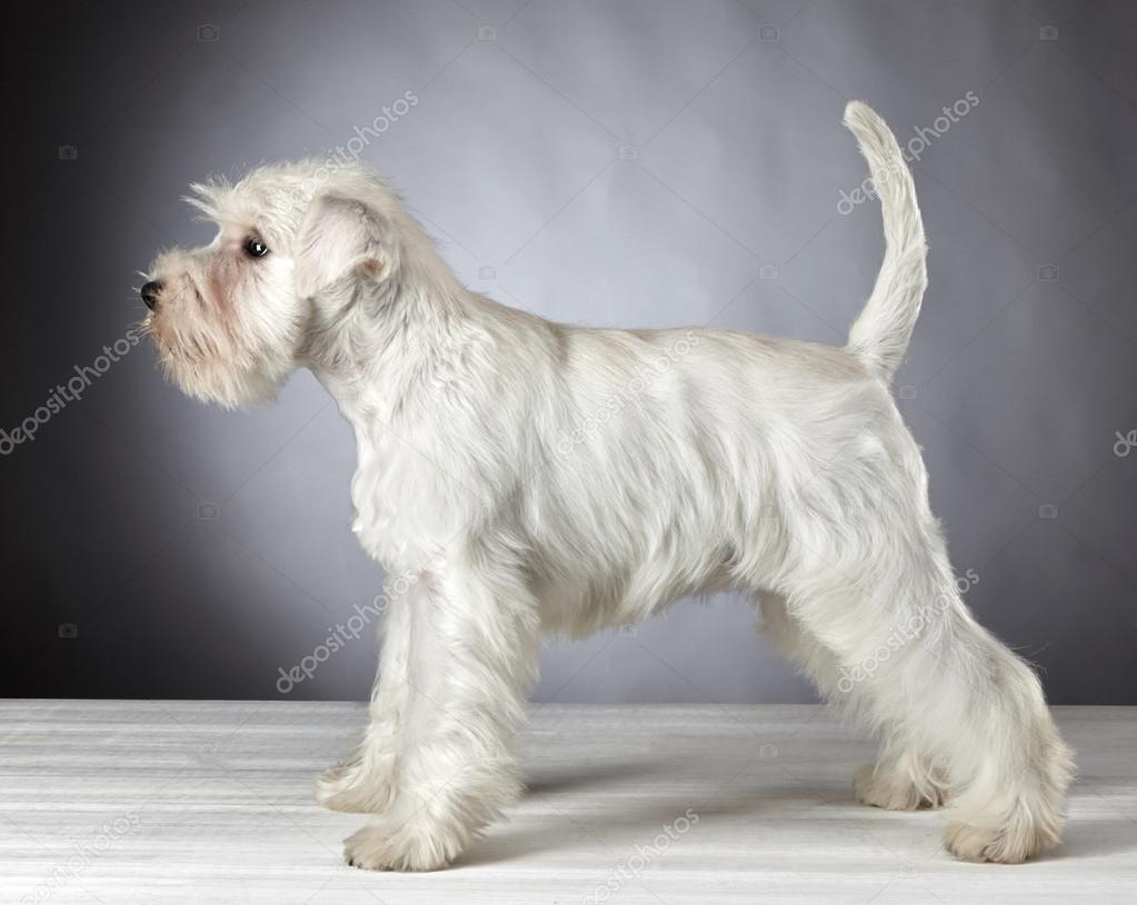 Cachorros de schnauzer miniatura blanco — Foto de stock © magone #32634267