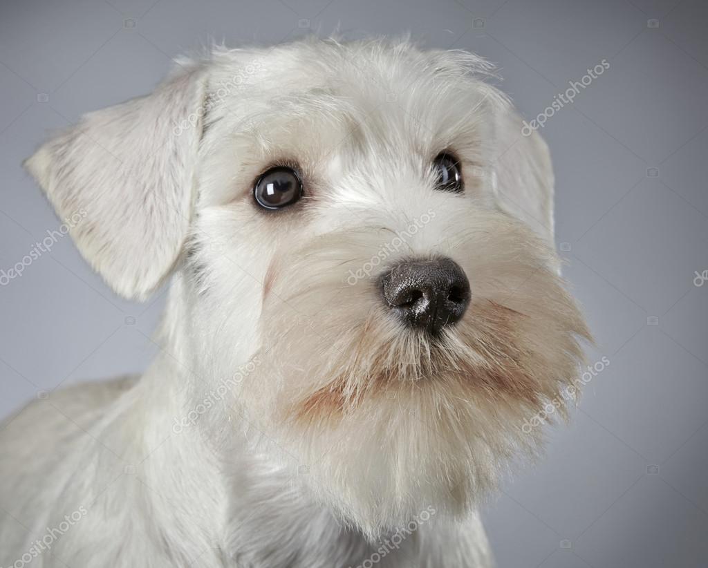 Cachorro Schnauzer Miniatura Blanco Schnauzer Miniatura Blanco Perros