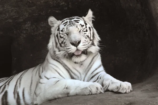 Tigre Blanco Comiendo