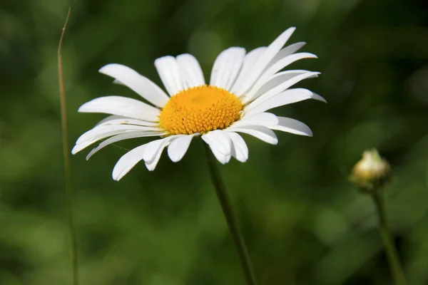 Camomile Stock Photos, Royalty Free Camomile Images | Depositphotos Camomile Stock Photos, Royalty Free Camomile Images | Depositphotos