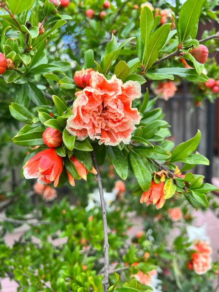 Red pomegranate flowers on pomegranate blossoming tree in the garden ...