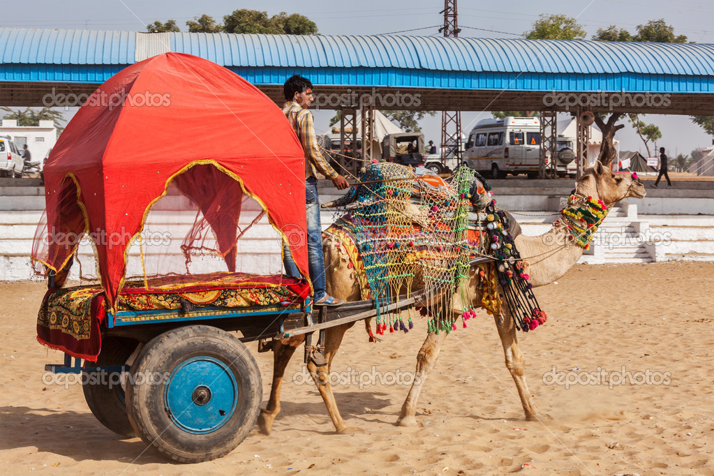 Camel "taxi" pour les touristes à la foire chameau Pushkar (Pushkar ...
