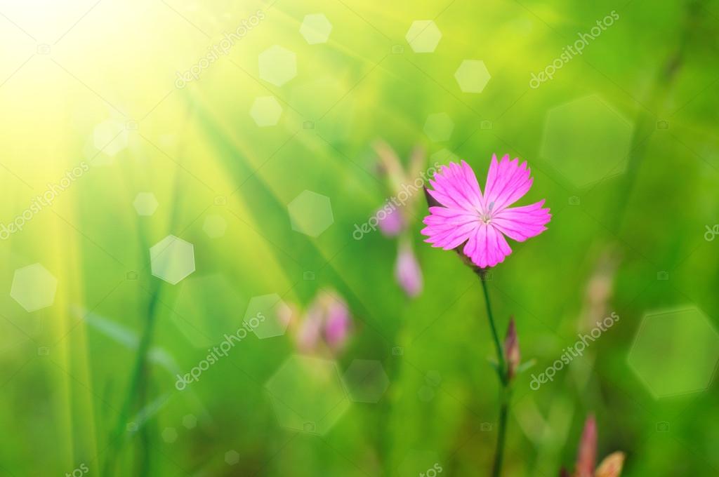 Green Carnation Flower