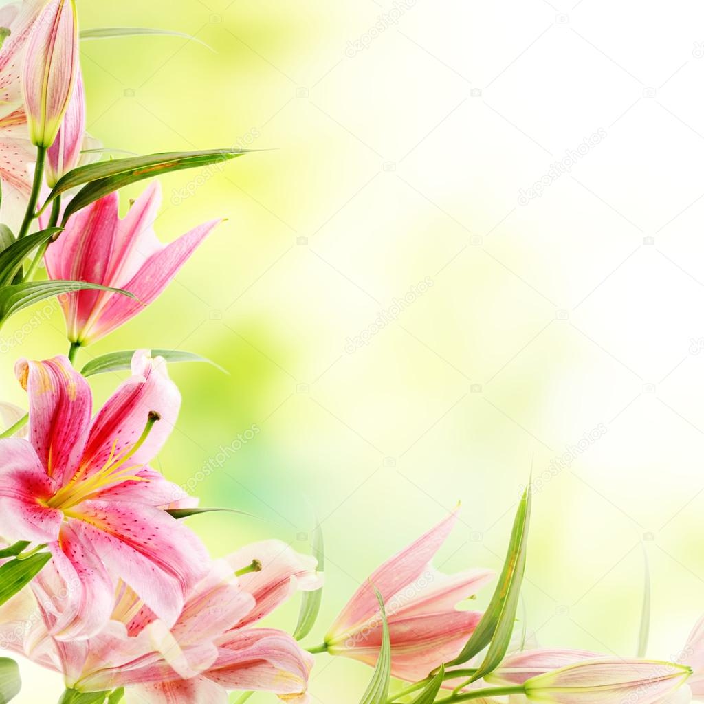 Pink lilies background Stock Photo by ©Roxana 38382833