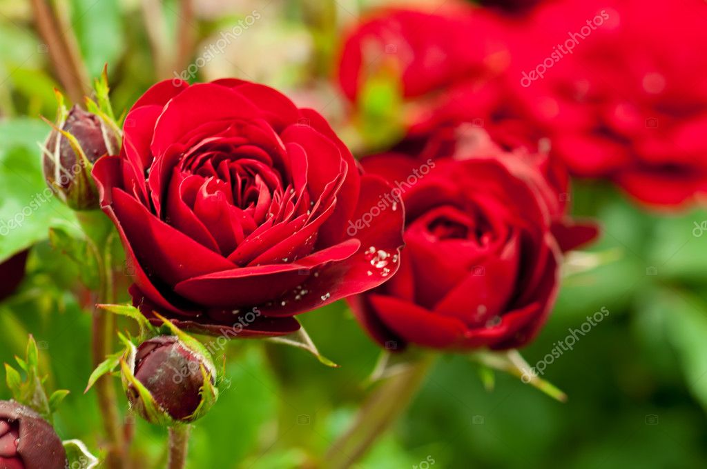 Red roses garden Stock Photo by ©Roxana 41279705