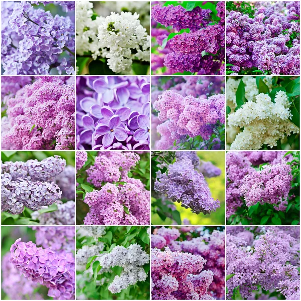 Lilac moodboard flowers Stock Photos, Royalty Free Lilac moodboard ...