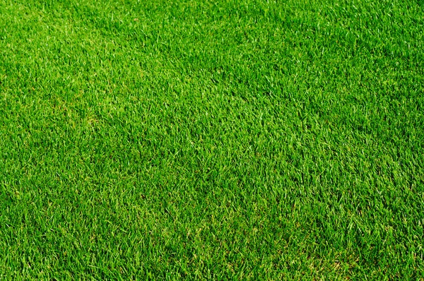 Green grass field background Stock Photo by ©Roxana 105298920