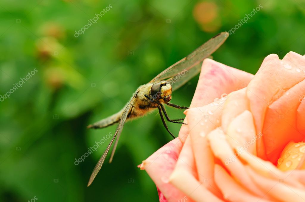 Dragonfly on the rose Stock Photo by ©Roxana 48275473