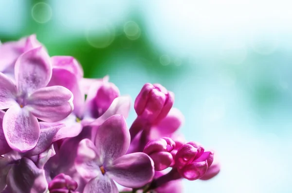 Lilac flowers background — Stock Photo © Roxana #52660401