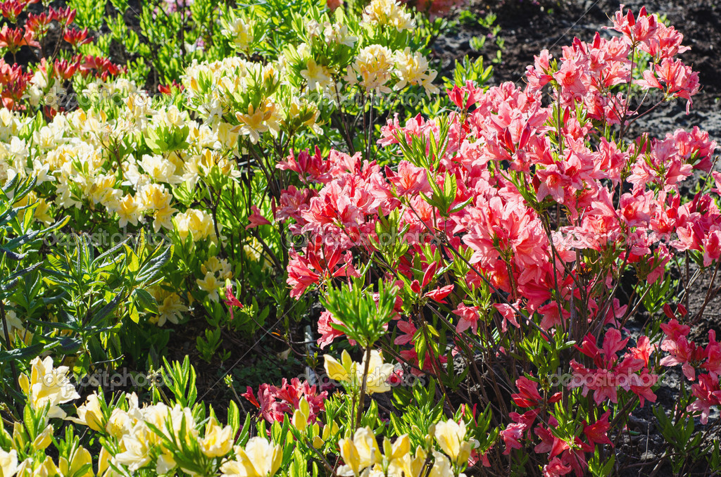 Rhododendrons and azaleas in the garden — Stock Photo © Roxana #48536551
