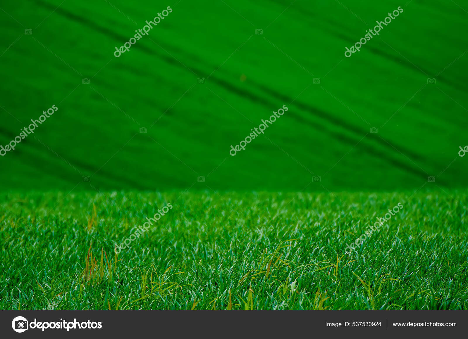 Fondo de campo de hierba verde — Foto de stock #537530924 © Roxana
