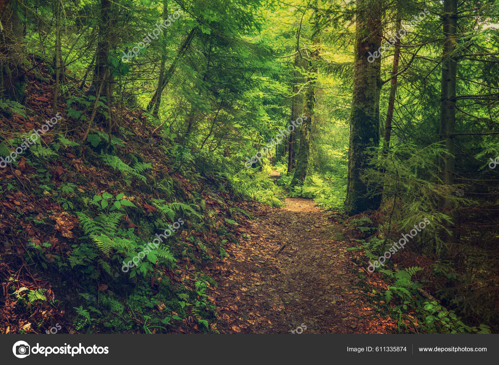Dark Green Forest Path