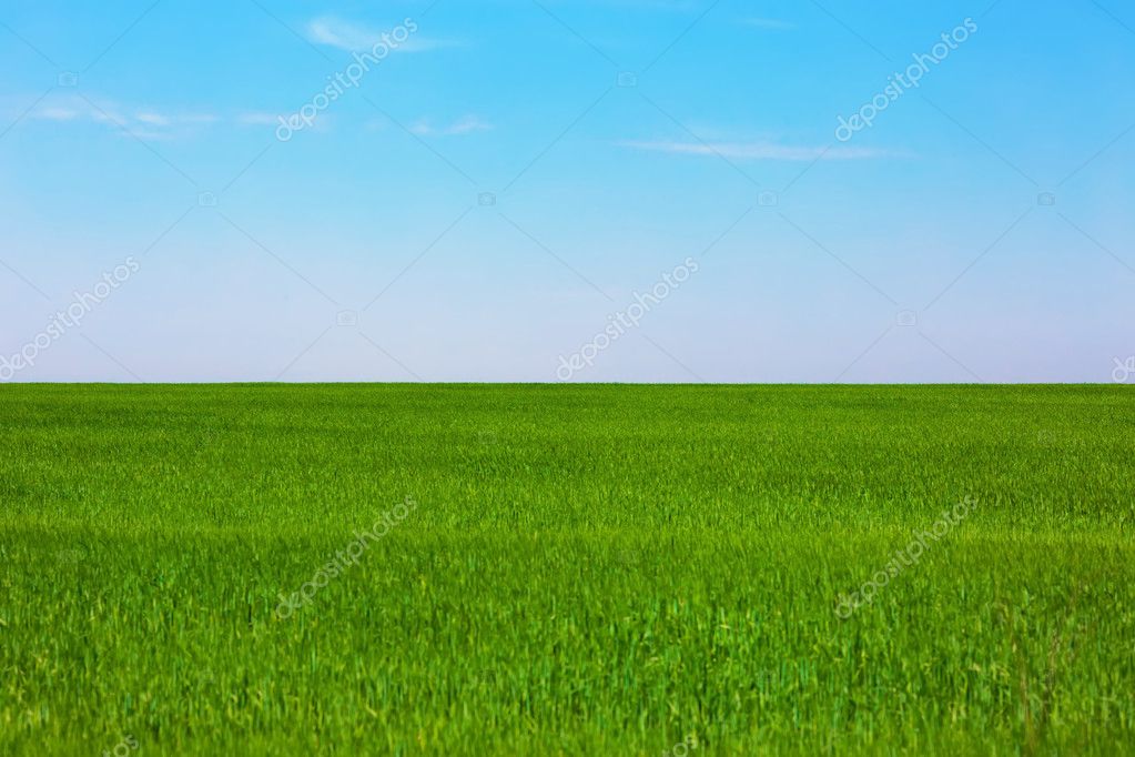Green plain field — Stock Photo © acidgrey #49261885