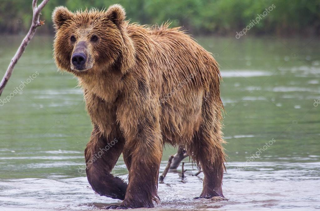 The brown bear fishes Stock Photo by ©dmitry_ps 24605279 The brown bear fishes Stock Photo by ©dmitry_ps 24605279